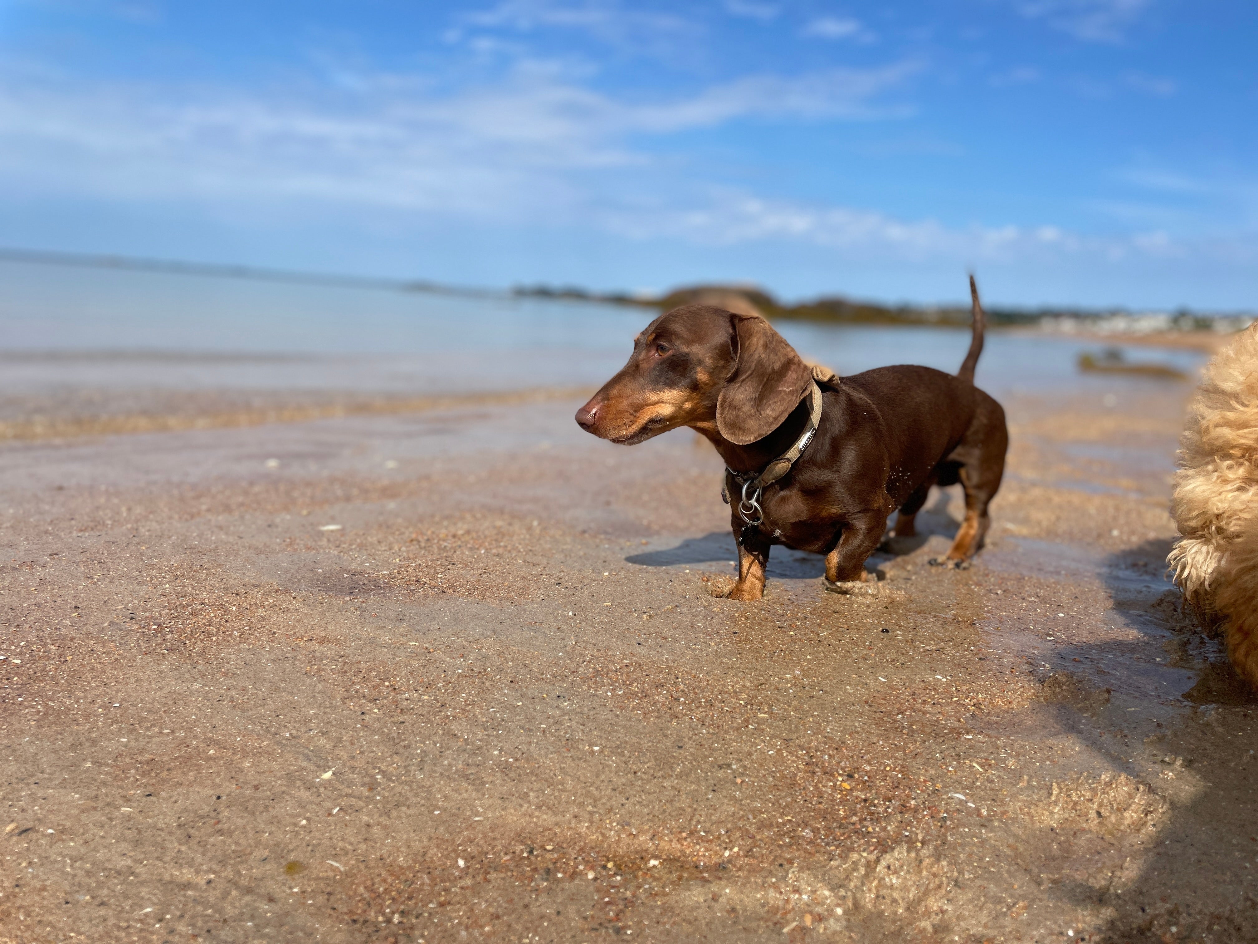 More than "Just the dog walker" – Swaggerpaws