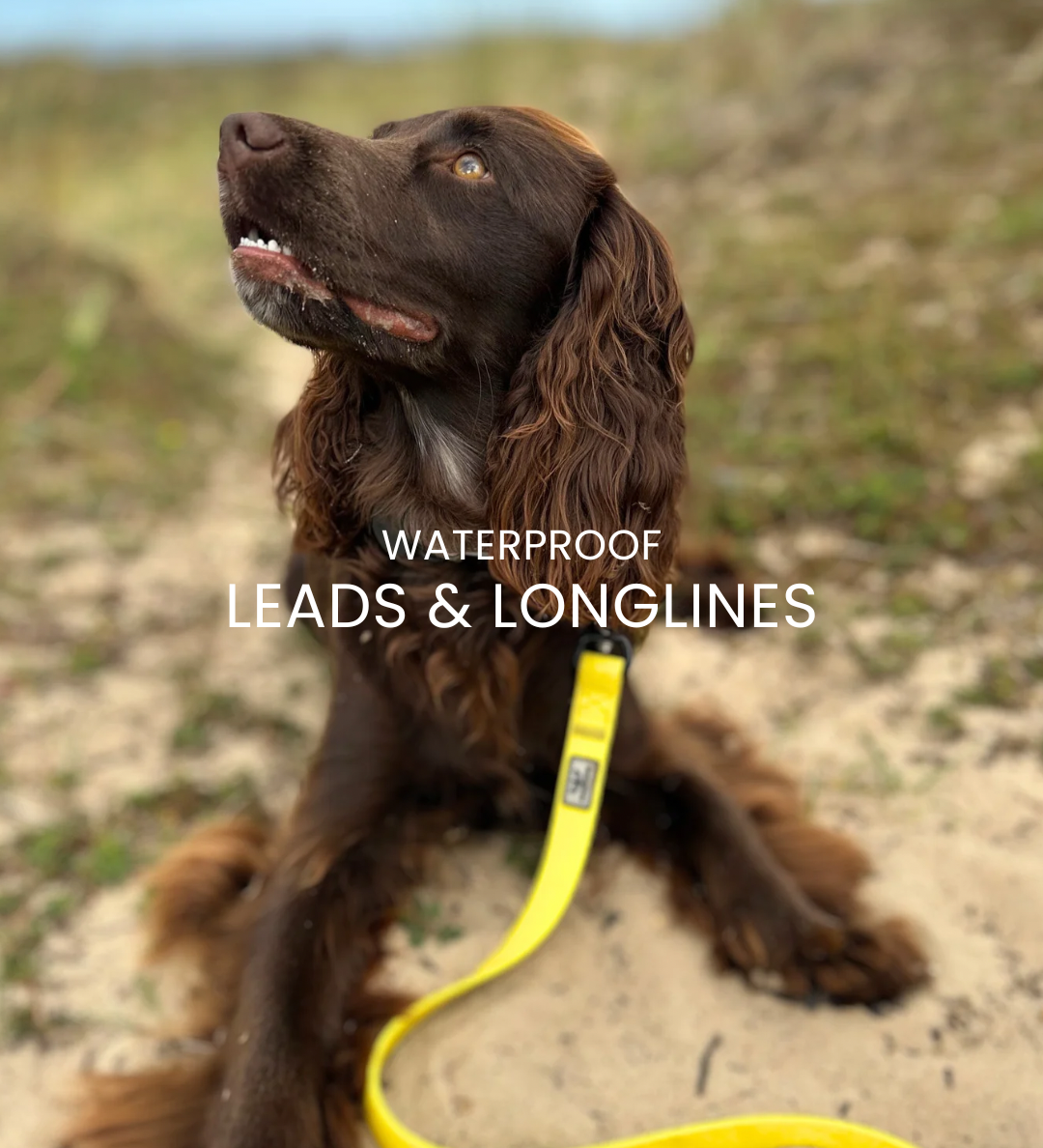 SwaggerPaws - For Dog Walkers, By Dog Walkers – Swaggerpaws